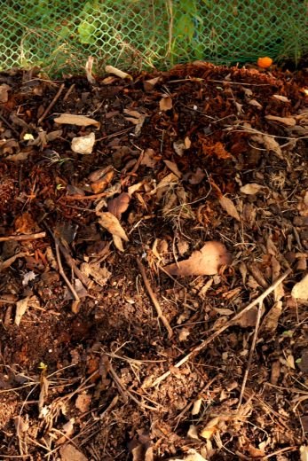 How To Know What Leaves To Compost - Good Leaves Vs. Bad Leaves