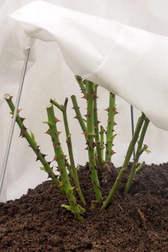 How To Protect Perennial Plants For Winter - 3 Simple Keys To Success