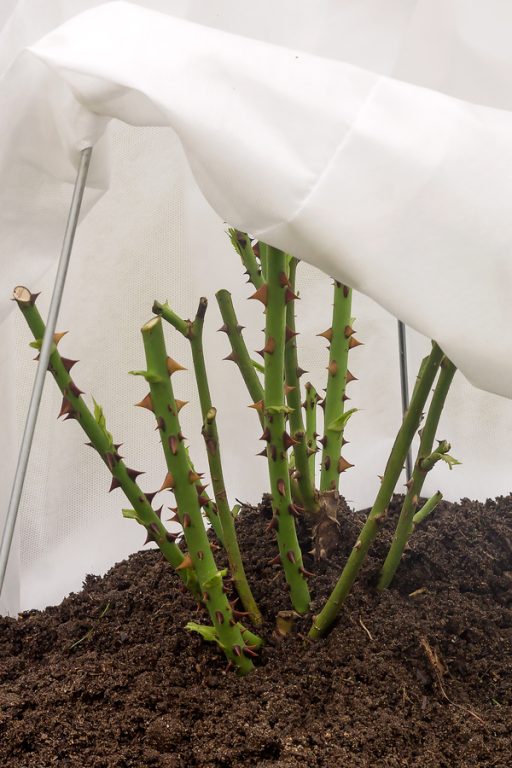 How To Protect Perennial Plants For Winter - 3 Simple Keys To Success