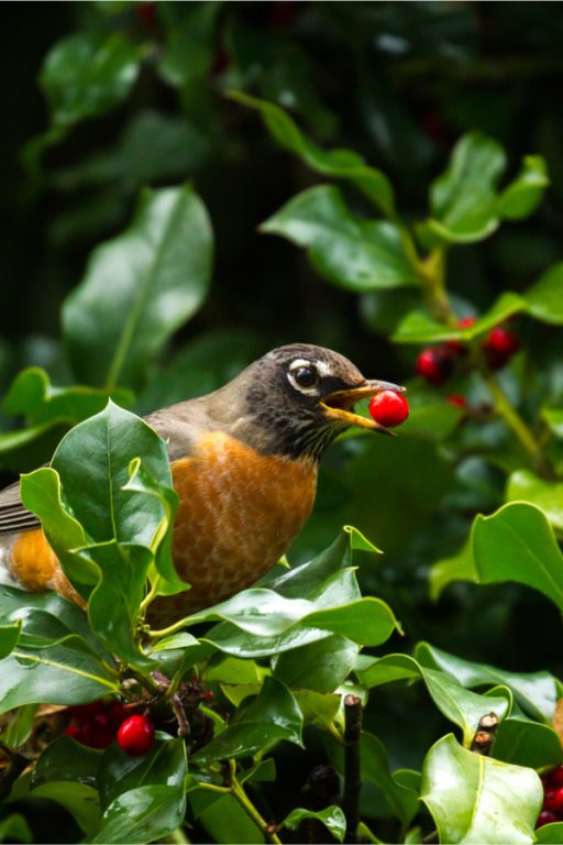 How To Grow Holly Bushes - Add Evergreen Beauty To Your Landscape!