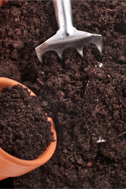 How To Keep Fuchsia Blooming All Summer In Hanging Baskets & Pots!