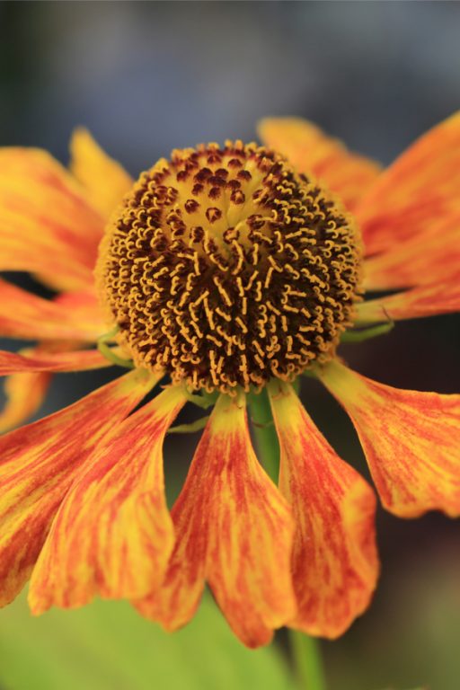 Growing Helenium - How To Bring Butterflies, Bees & Beauty To Your Yard!