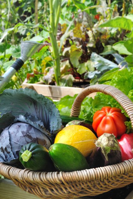 How To Plant A Garden For Canning & Preserving - Grow Your Food!