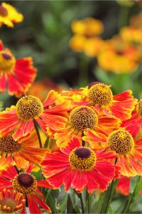 Growing Helenium - How To Bring Butterflies, Bees & Beauty To Your Yard!