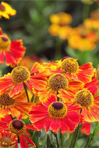 Growing Helenium - How To Bring Butterflies, Bees & Beauty To Your Yard!