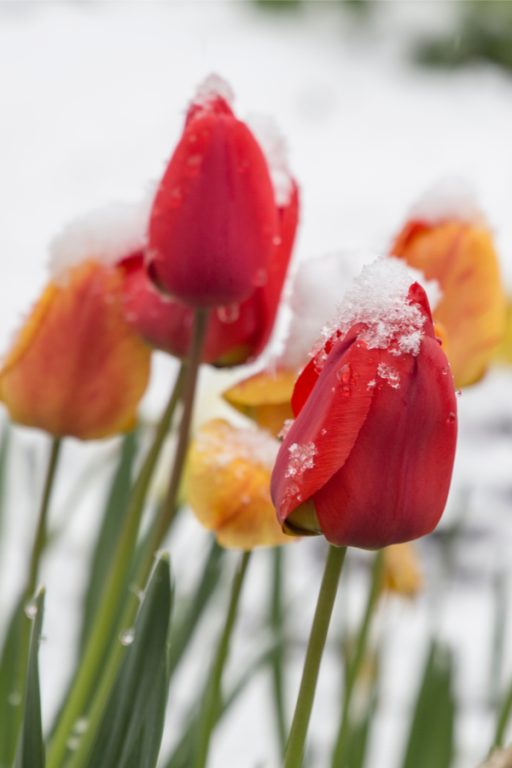 How To Plant Tulips In The Spring - And Still Get Them To Bloom This Year