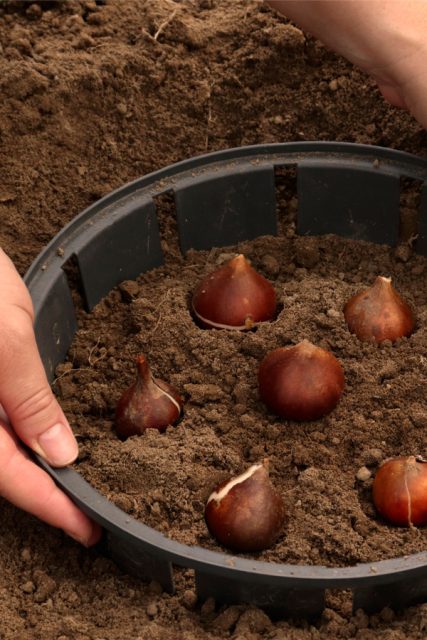 How To Plant Tulips In The Spring - And Still Get Them To Bloom This Year