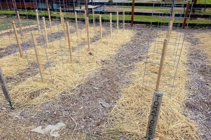 How To Best Support Tomato Plants - And Why You Need To Do It Early!