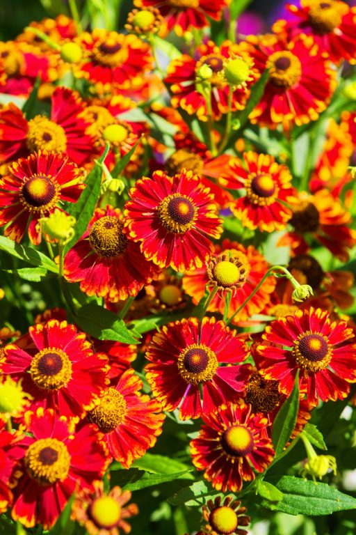 The Best Fall Blooming Perennials To Plant For Big Autumn Color!