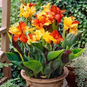 Growing Cannas - How To Add Soaring Foliage, Beauty & Blooms
