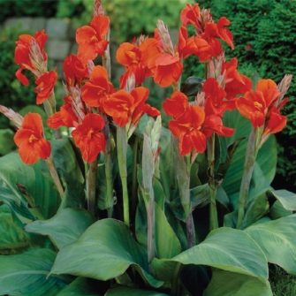 Growing Cannas - How To Add Soaring Foliage, Beauty & Blooms