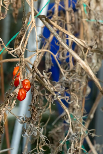 Determinate And Indeterminate Tomatoes How To Know What To Grow