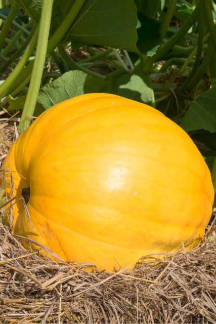 How To Grow Gigantic Pumpkins! The Secrets To Growing Huge Pumpkins