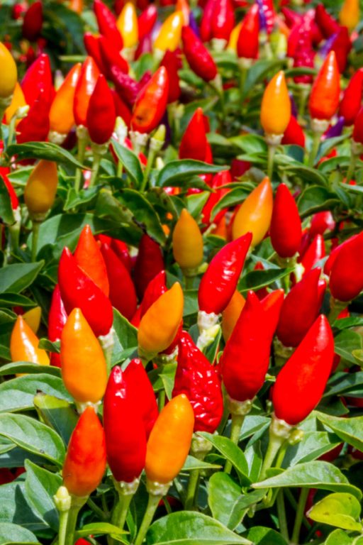 The Best Hanging Basket Varieties To Grow - How To Select Lasting Plants
