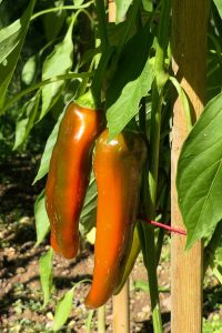 How To Grow Sweet Red Peppers - And Get Them To Turn Red Too!