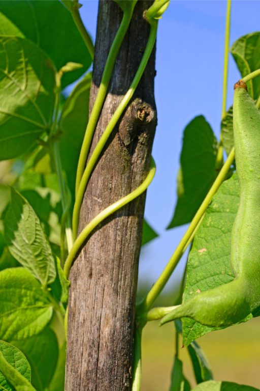 Growing Pole Beans - How To Make Your Beans Climb High & Produce Big