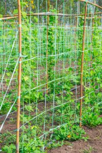 Growing Pole Beans - How To Make Your Beans Climb High & Produce Big