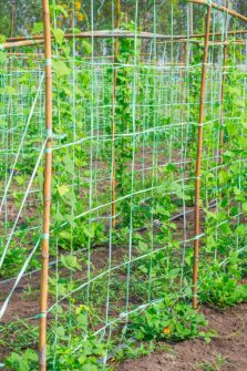 Growing Pole Beans - How To Make Your Beans Climb High & Produce Big
