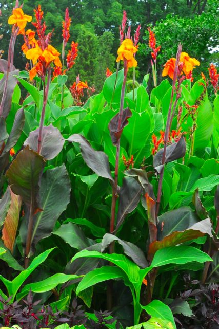Growing Cannas - How To Add Soaring Foliage, Beauty & Blooms