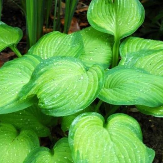 5 Unique Hostas To Grow In Your Flowerbeds - Add Big Color & Interest!