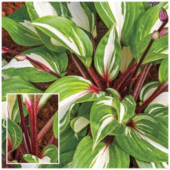 5 Unique Hostas To Grow In Your Flowerbeds - Add Big Color & Interest!