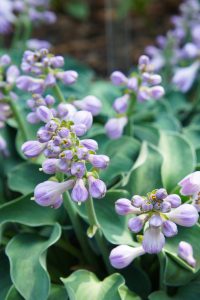 5 Unique Hostas To Grow In Your Flowerbeds - Add Big Color & Interest!