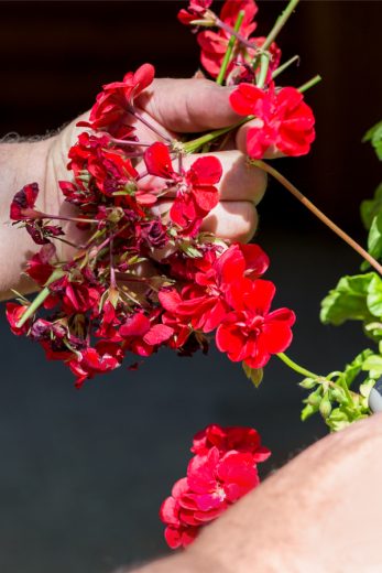 2 Simple Secrets To Keep Geraniums Blooming - All Summer Long!