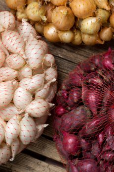 The Best Way To Plant Onions In The Spring - 2 Tips To Success!