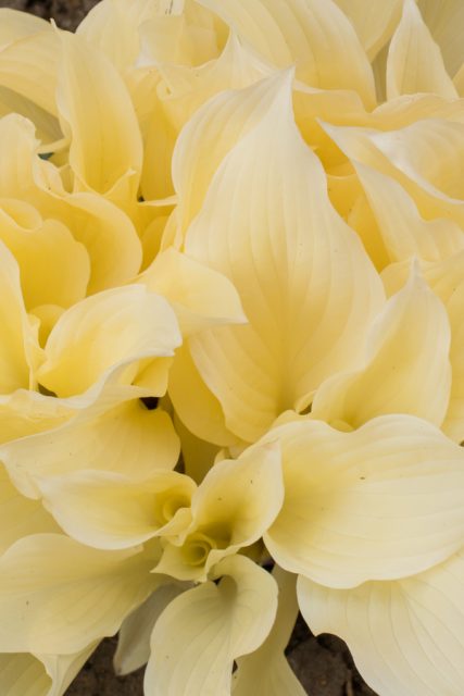 5 Unique Hostas To Grow In Your Flowerbeds - Add Big Color & Interest!