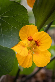 The Amazing Benefits Of Growing Nasturtiums In Gardens & Flowerbeds