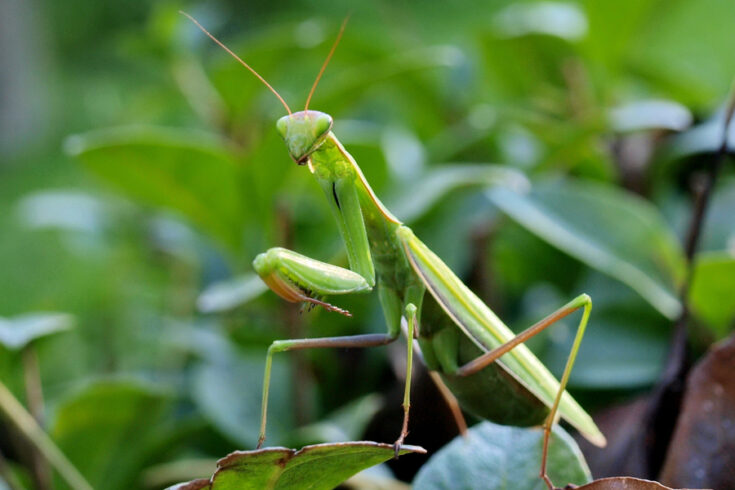 Pest Control Tips - This Is My Garden