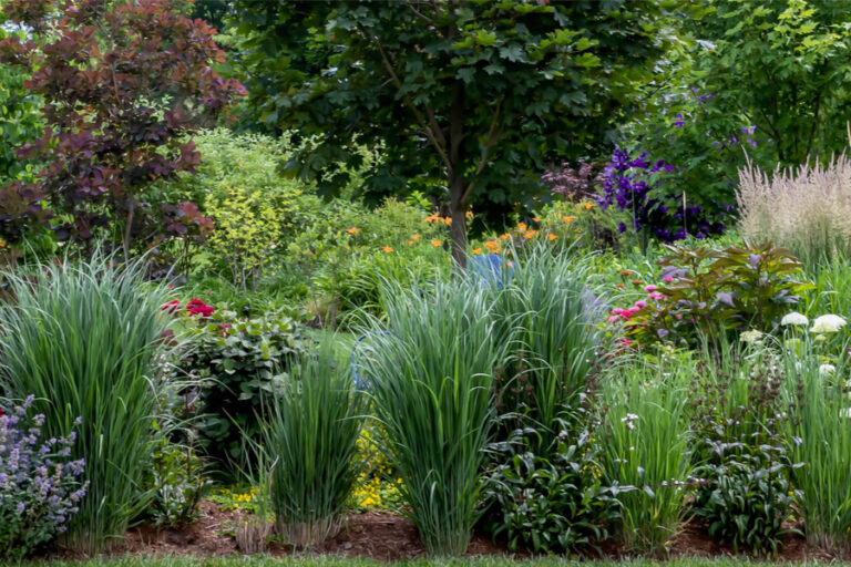 The Best Ornamental Grass Varieties For Easy Care & Big Interest!