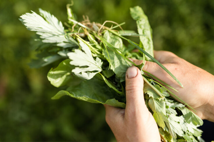 Controlling Weeds - This Is My Garden