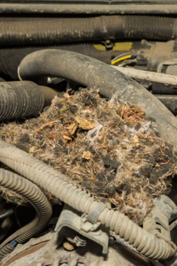 How To Stop Mice From Getting Inside - 2 Tricks To Keep Mice Out!