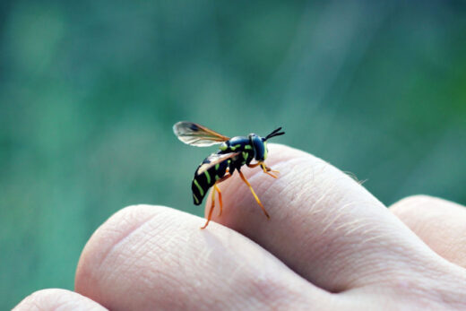 How To Stop Sweat Bees From Ruining Your Outdoor Activities