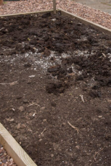 The Best Cover Crop For Raised Beds - Growing Oats!