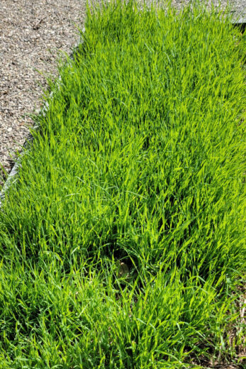 The Best Cover Crop For Raised Beds - Growing Oats!