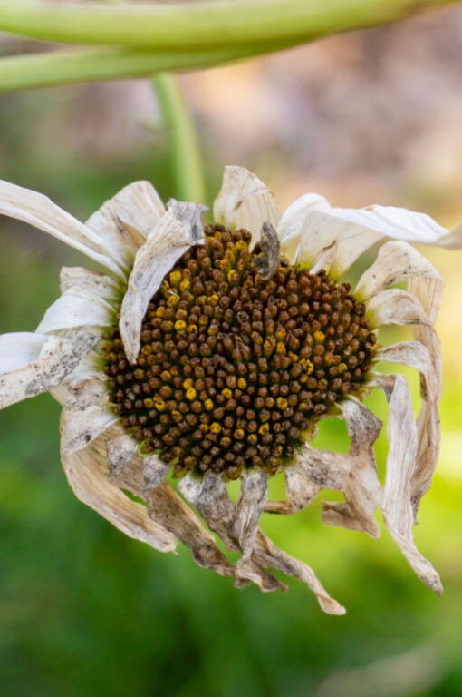 What To Do With Daisies After They Bloom!