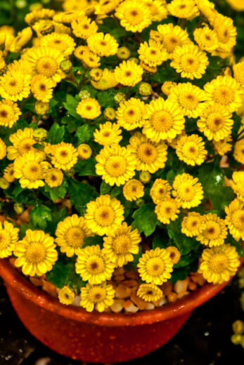 How To Save Potted Asters - Keeping Asters Alive Over Winter!