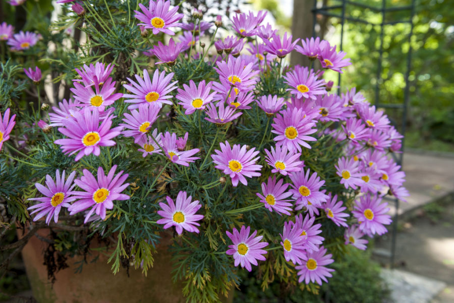 How To Save Potted Asters - Keeping Asters Alive Over Winter!