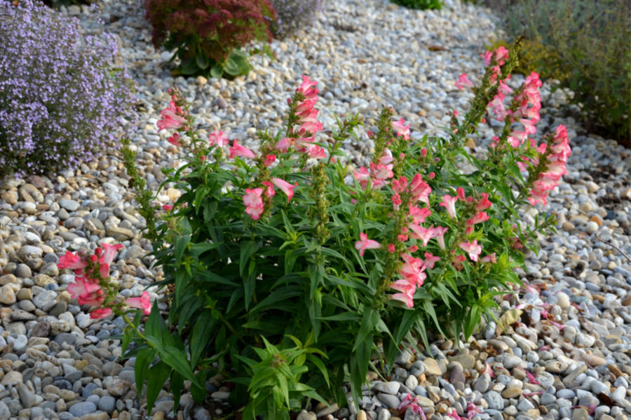 How To Use Stone As A Mulch - Where To Use It & Where Not To!