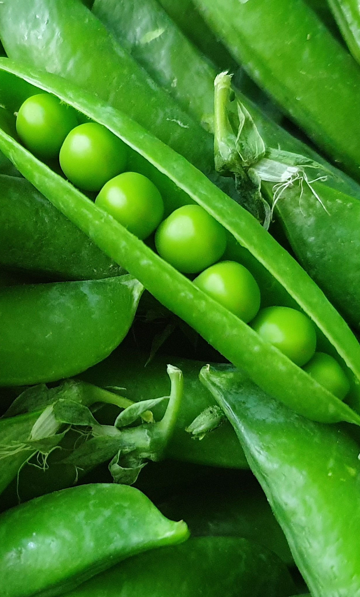Growing Sugar Snap Peas - The Perfect Crop To Plant In Spring!