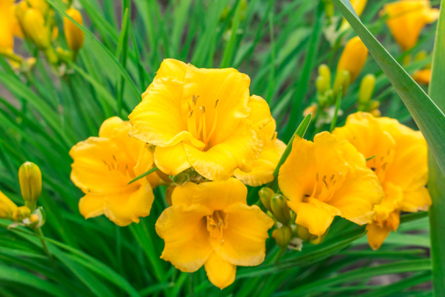 This Is My Garden - Garden Tips, Ideas And More!