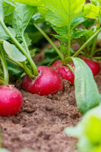 6 Vegetables Kids Can Grow From Seed - Get Kids Gardening!
