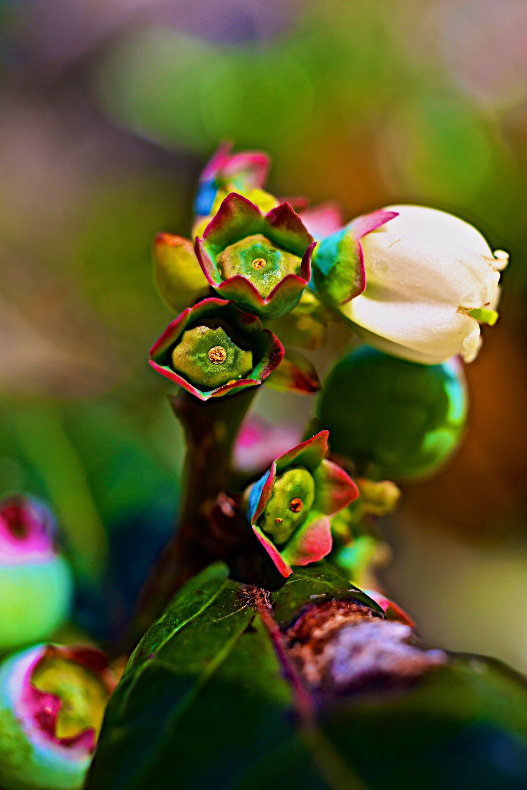 How To Best Fertilize Blueberry Bushes - And When To Apply It!