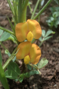 How To Grow Peanuts In Pots & Containers - Grow Nuts Anywhere!