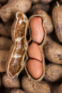 How To Grow Peanuts In Pots & Containers - Grow Nuts Anywhere!