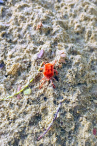 How To Get Rid Of Chiggers – Keep Chiggers Out Of Your Yard