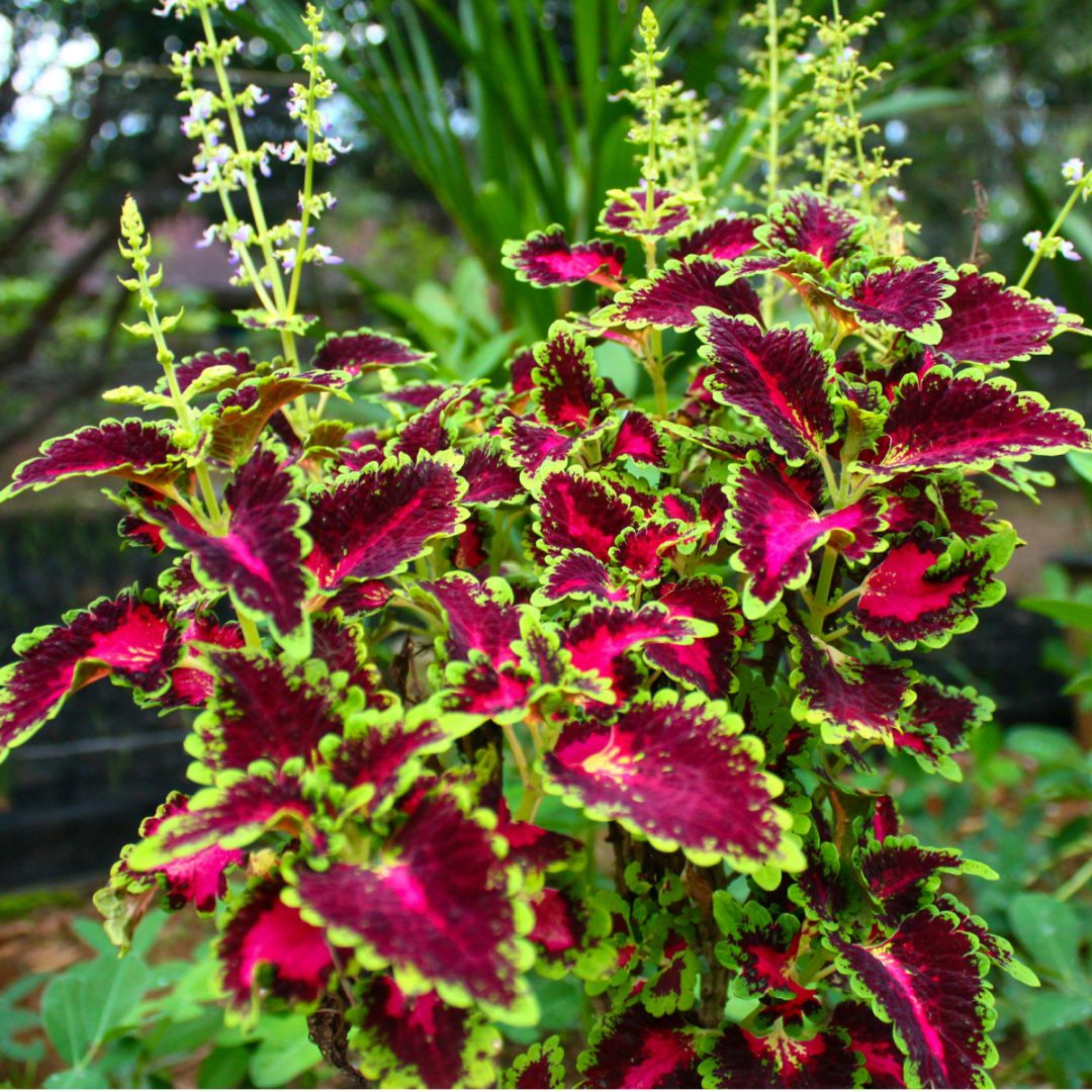 Growing Coleus In Containers - Big Color, Pest Proof & Easy Care!