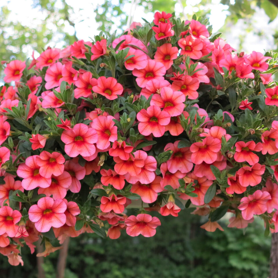 Fertilize Hanging Baskets With Compost Tea For Amazing Blooms!